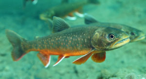 Arctic Char Fishing: Techniques, Bait and Gear - TRIZILY.COM