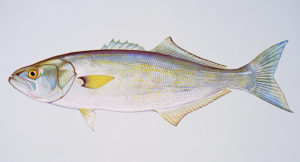 Payara Fishing: Techniques, Bait and Gear - TRIZILY.COM