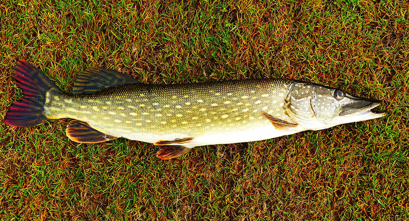 Fishing For Pike With Live Bait - TRIZILY.COM