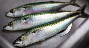 Payara Fishing: Techniques, Bait and Gear - TRIZILY.COM