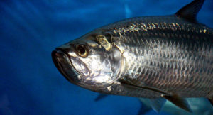 Payara Fishing: Techniques, Bait and Gear - TRIZILY.COM