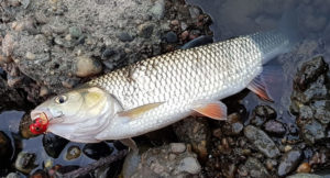 Asp Fishing: Techniques, Bait and Gear - TRIZILY.COM