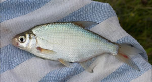 Bream Fishing: Techniques, Bait and Gear - TRIZILY.COM
