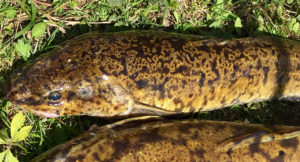 Burbot Fishing: Techniques, Bait and Gear - TRIZILY.COM