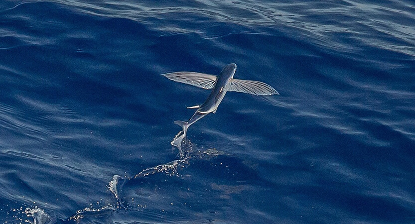 Flying Fish Fishing: Techniques, Bait and Gear - TRIZILY.COM