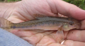 Gudgeon Fishing: Techniques, Bait and Gear - TRIZILY.COM