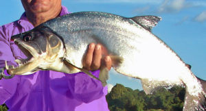 Payara Fishing: Techniques, Bait and Gear - TRIZILY.COM